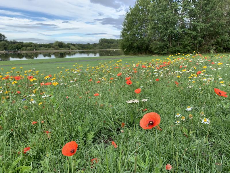 What a wildflower meadow looks like | North Lanarkshire Council