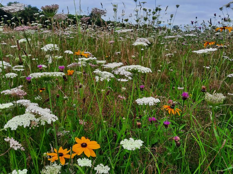 Mega flora wildflower project | North Lanarkshire Council